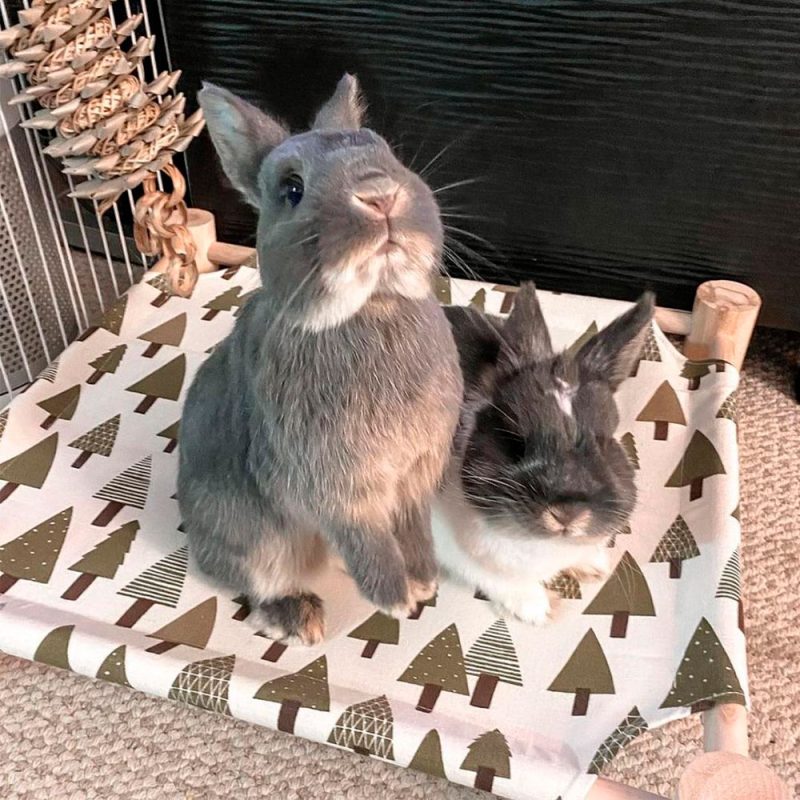 Rabbit bed - Fir Tree pattern - Rabbit Bed - Flop Bunny
